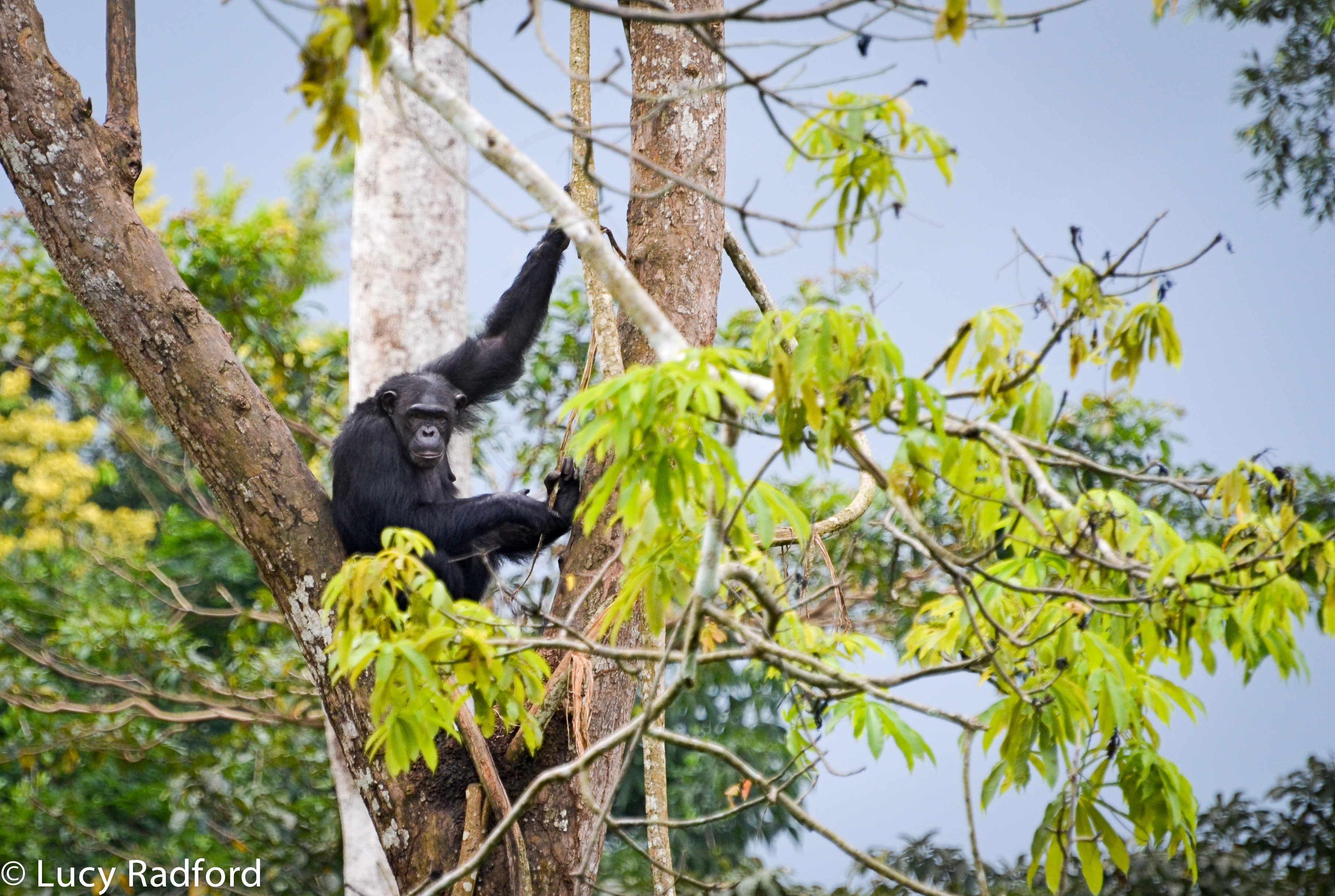 Resources – IUCN SSC PSG Section on Human-Primate Interactions