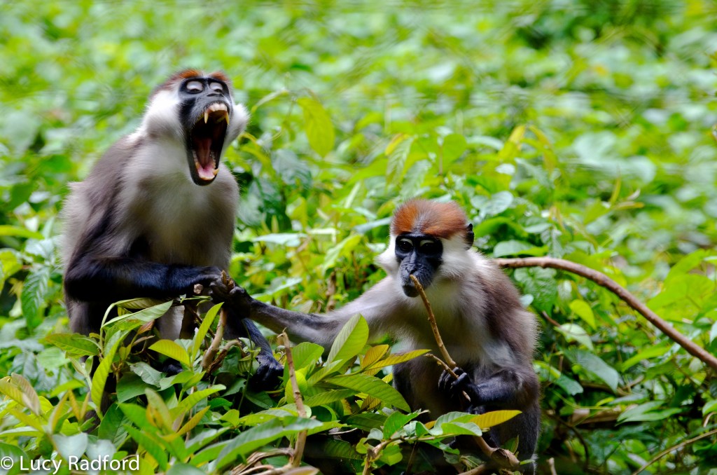 Resources – IUCN SSC PSG Section on Human-Primate Interactions