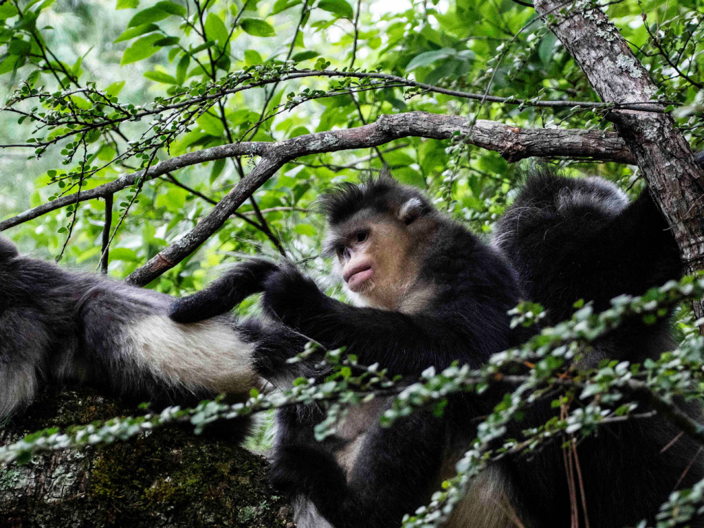 About – IUCN SSC PSG Section on Human-Primate Interactions