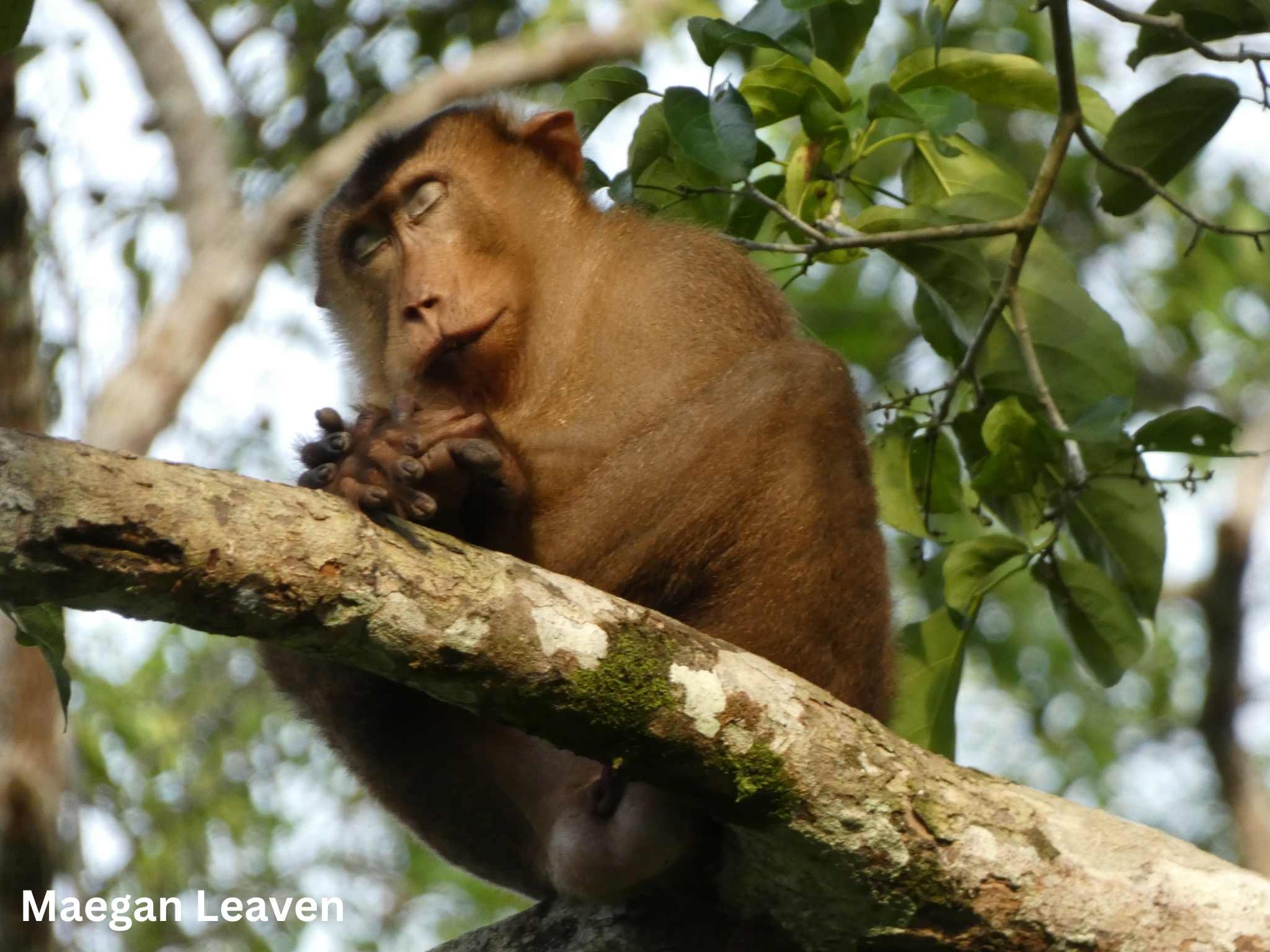 Commercial Exploitation of Primates Working Group – IUCN SSC PSG ...