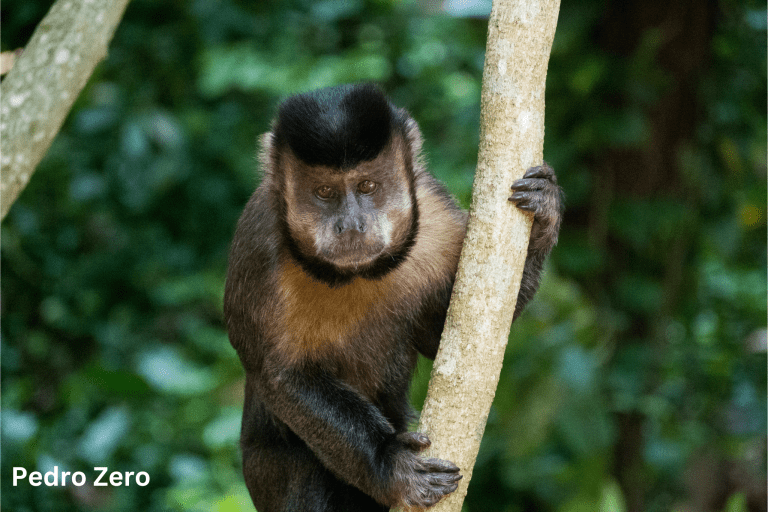 Responsible Primate-Watching for Tourists – IUCN SSC PSG Section on ...