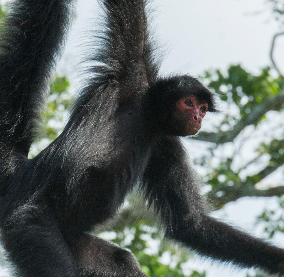 Responsible Primate-Watching for Primate Tourism Professionals – IUCN ...